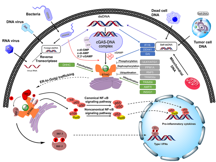 【AmBeed简析】STING的作用机制 - 知乎