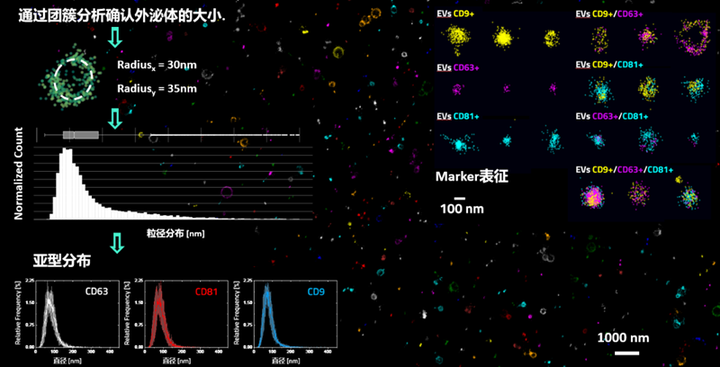 Nature Commun/JEVS 双刊力作！超分辨 3D 外泌体分析系统，工程化外泌体激活 WNT 信号修复肝肠类器官 - 知乎