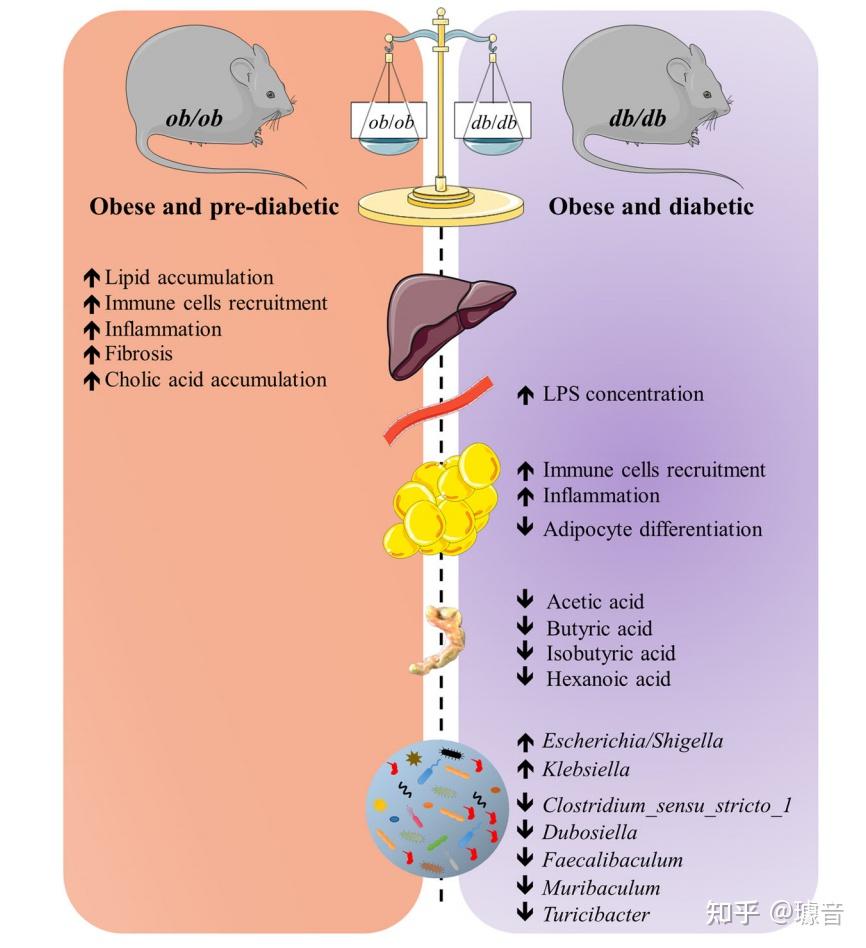 DBDB、OBOB二型糖尿病小鼠 - 知乎