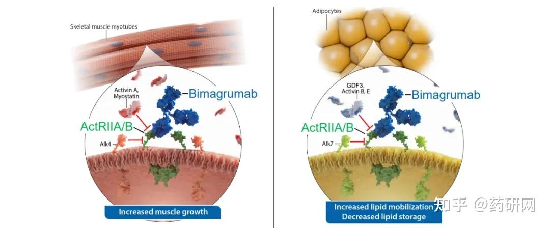 下一代高质量减肥“种子选手”：ActRII（ActR2）靶点 - 知乎