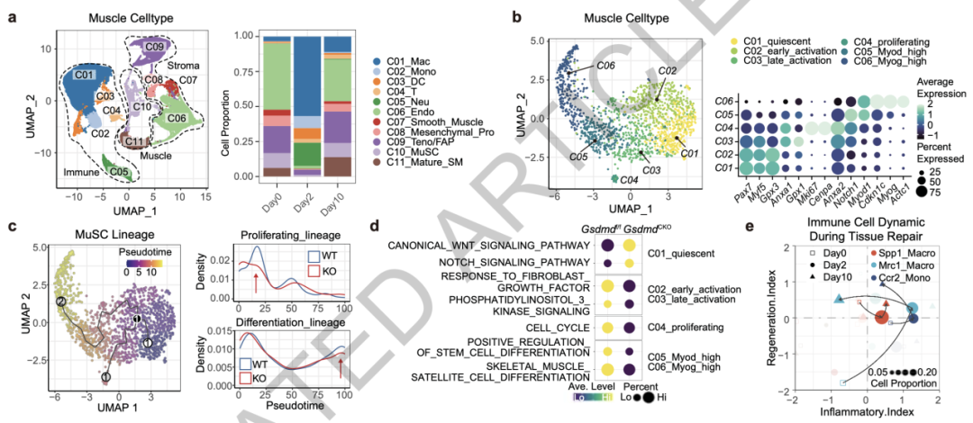 Nature丨GSDMD是炎症早期组织修复所必须的——代谢重编程的突出作用 - 知乎