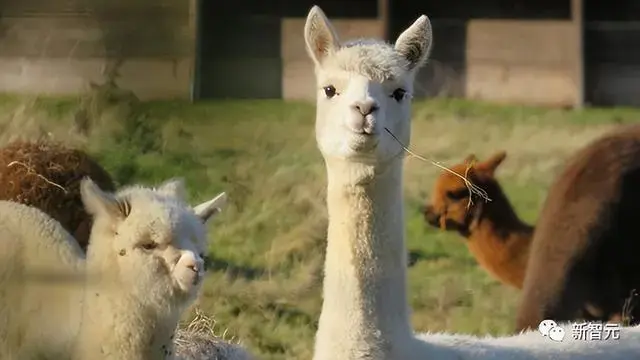 LLaMA 模型参数（7B/13B/30B/65B）国内下载地址 - 知乎