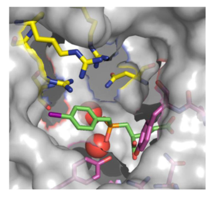 BMPs-BS3-凝集素/PSMAb-sulfo-SMCC-protamine/SMCC-PEI-SMCC - 知乎