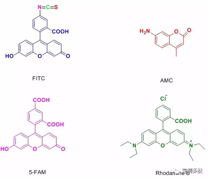 荧光标记肽(AMC、FAM、FITC)的原理 - 知乎