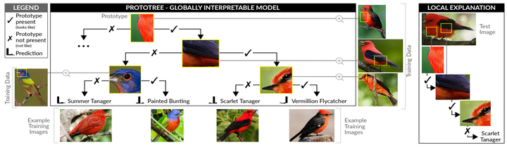 Neural Prototype Trees for Interpretable Fine-grained Image Recognition 阅读分享 - 知乎
