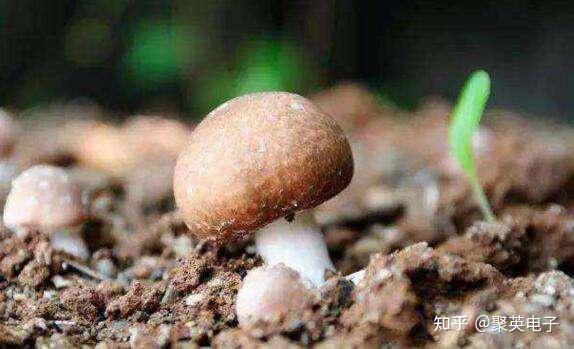 草菇的种植条件有哪些？ - 知乎