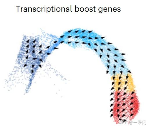 CellDancer：揭示单细胞转录动态异质性的接力速度模型 - 知乎