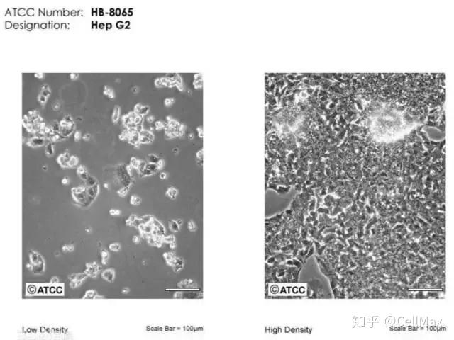 实验室常用细胞汇总及简介！ - 知乎