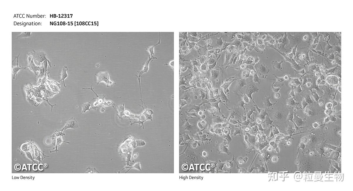 一叶知秋 | GL261细胞培养&基因敲除全解析！ - 知乎