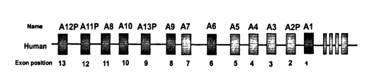 UGT重组酶基础知识介绍 - 知乎