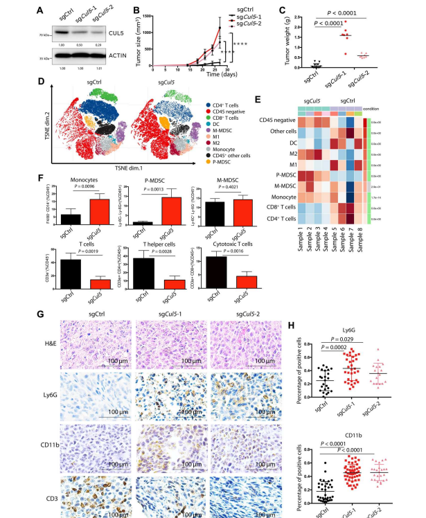 Science Advances|Cullin-5缺乏通过CREB1-CCL2信号调节肿瘤微环境以促进乳腺肿瘤的发展 - 知乎