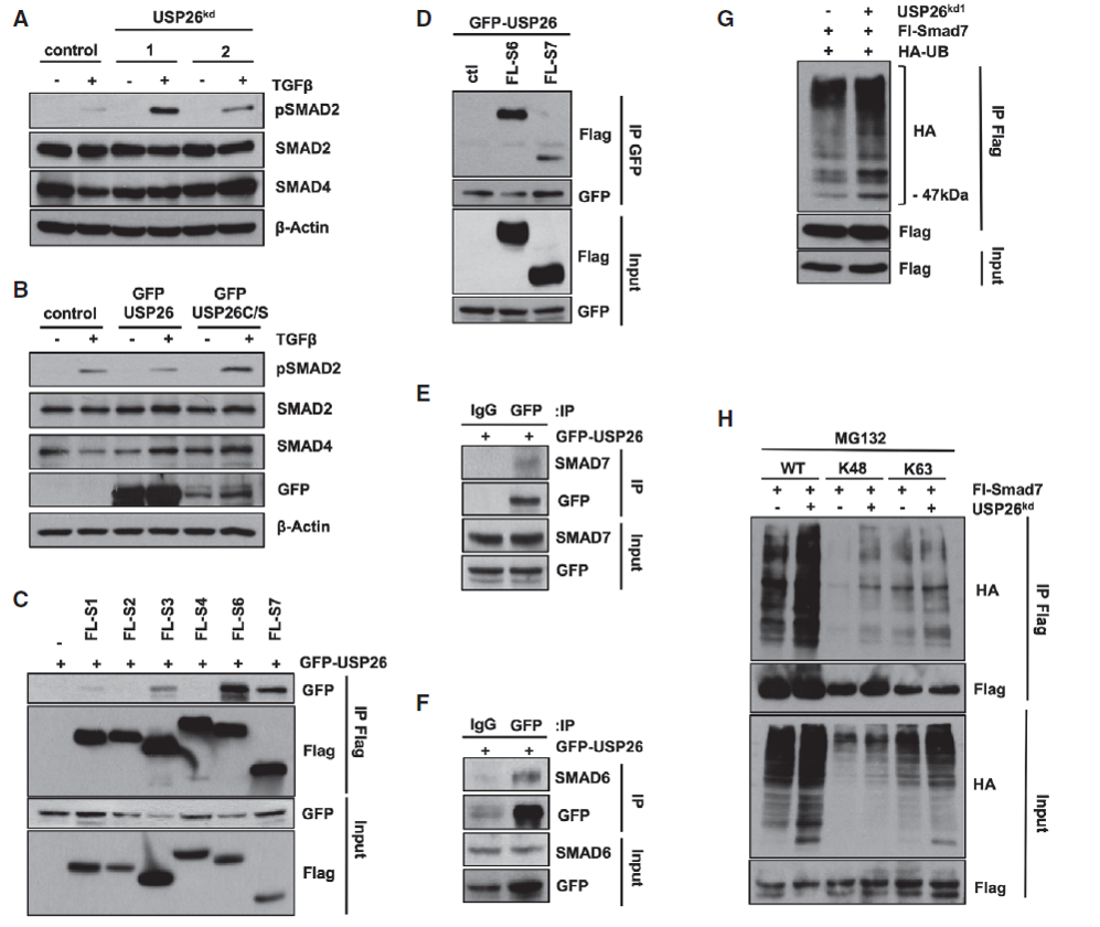 USP26通过去泛素化和稳定SMAD7来调节TGF-b信号传导 - 知乎