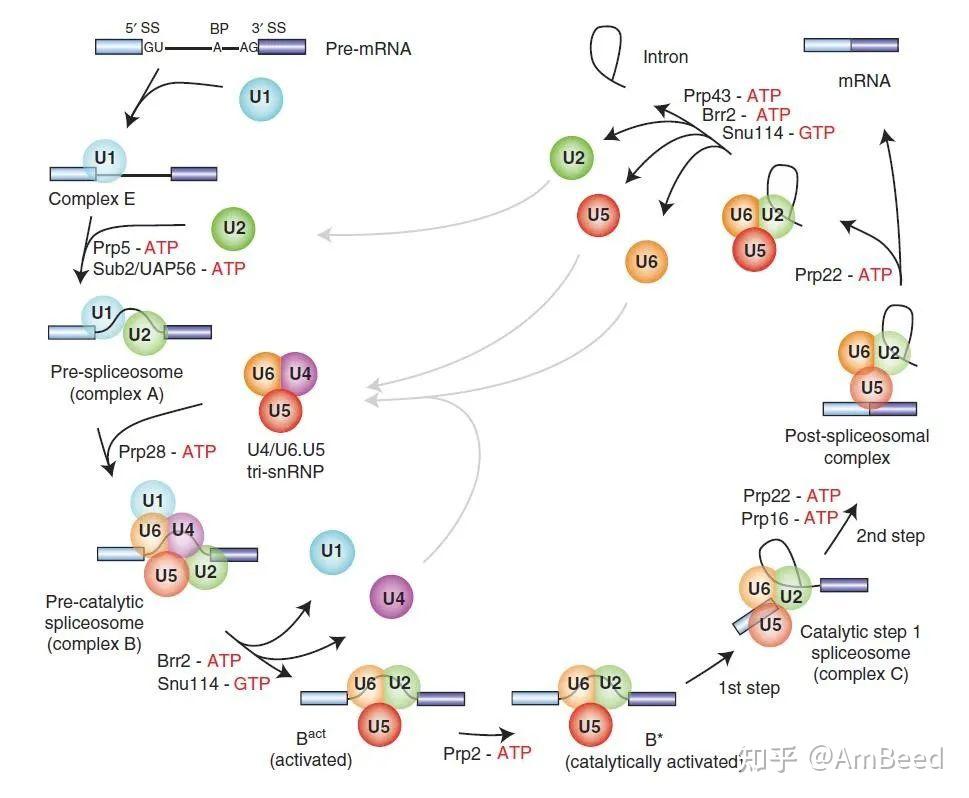 【AmBeed解读】RNA剪接，生命密码的精细修剪师 - 知乎