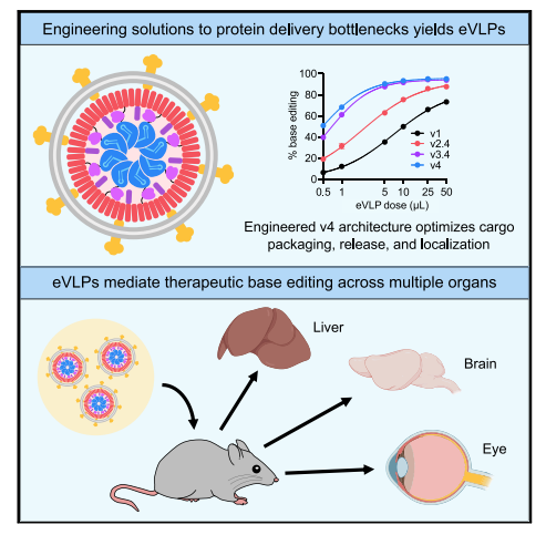 Engineered virus-like particles for effificient in vivo delivery of ...