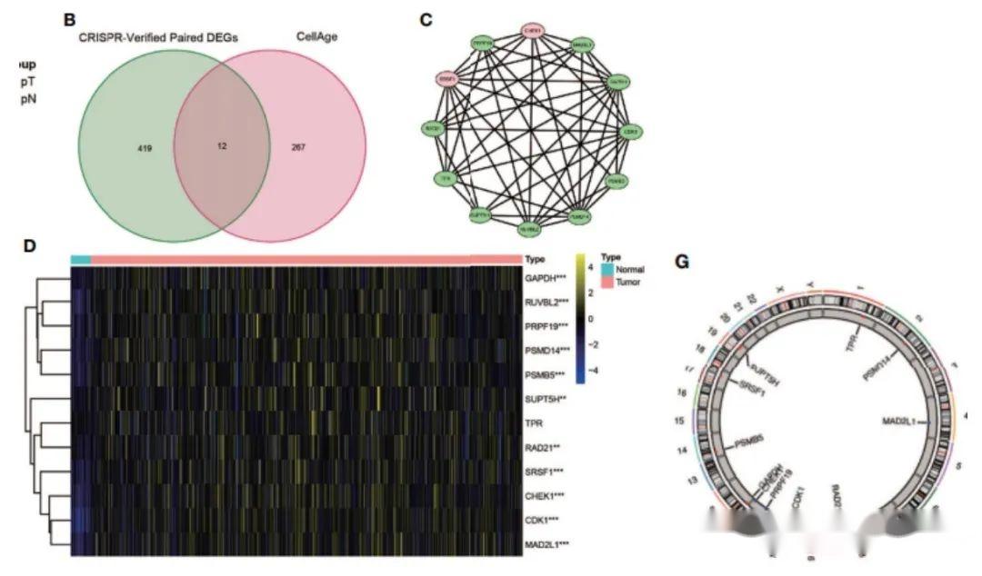 细胞衰老8分+Frontiers生信模板思路推荐！利用CRISPR数据建立预后模型,还包含多种数据库使用，你确定不来看看？ - 知乎