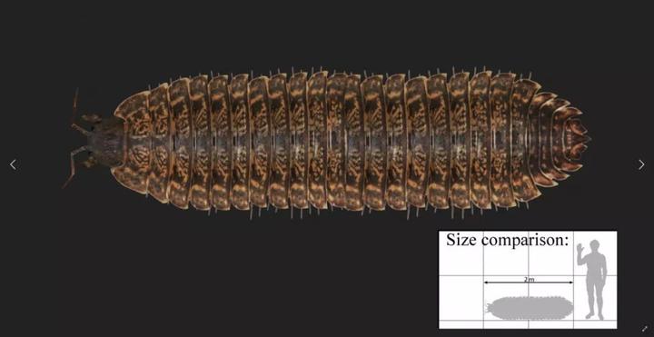 #D2#Fossil found of giant car-sized insect - 知乎