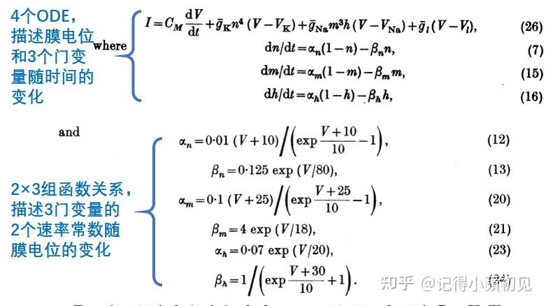 神经科学最重要的模型之一：Hodgkin-Huxley方程 - 知乎