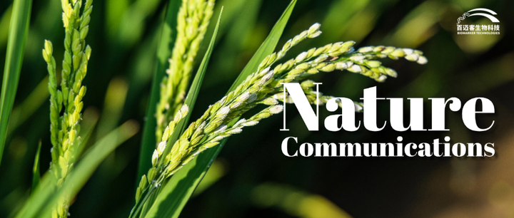 Nature Communications | 地方农科院院士合作团队成功绘制首个稻属最全超级泛基因组图谱 - 知乎
