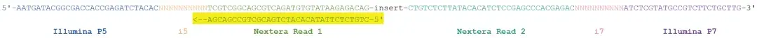 一文搞懂 Illumina 接头序列 - 知乎
