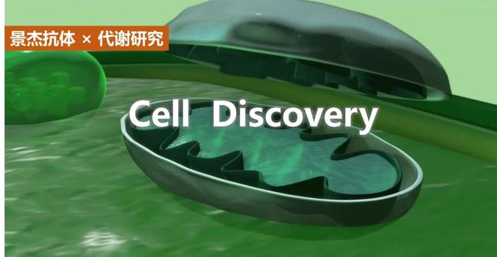 Cell Discov | 中科大团队提出链接线粒体代谢与组蛋白乳酸化调控的研究模型 - 知乎