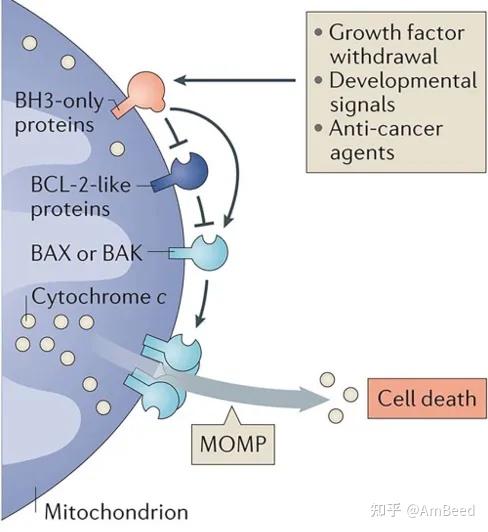 AmBeed解析靶点的秘密：揭露Bcl-2在细胞凋亡中的“使坏”伎俩 - 知乎