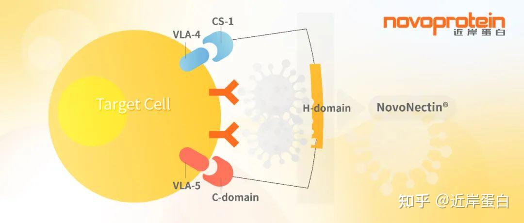 GMP级NovoNectin®，一举两得，推动CAR-T药物关键工艺开发 - 知乎