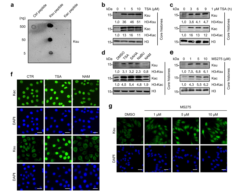 Cell Discov | HDAC1/2/3是主要的组蛋白去琥珀酰化酶 - PTMBio - 博客园