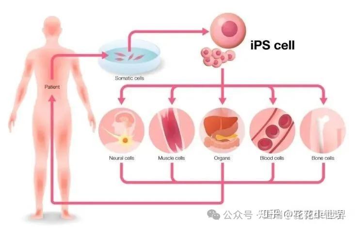 iPS-NK 细胞突破性应用：抗衰与疾病治疗的细胞级解决方案 - 知乎