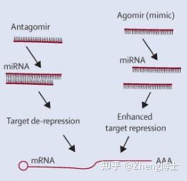 MicroRNA(miRNA) Agomir/Antagomir Mimic/Inhibitor - 知乎