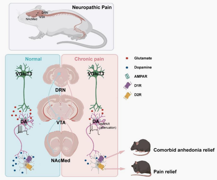Nature communications|谷氨酸能DRN-VTA通路调节小鼠神经性疼痛和共病快感缺乏样行为 - 知乎