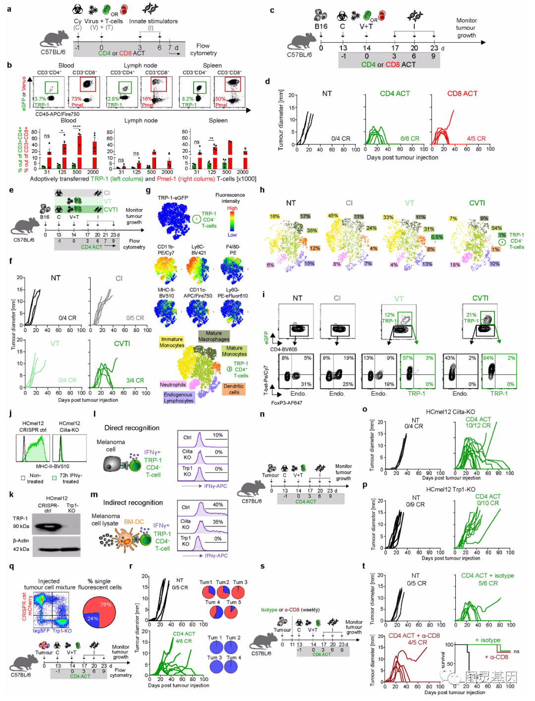 Nature | CD4+ T细胞诱导的炎症细胞死亡控制肿瘤免疫逃避 - 知乎