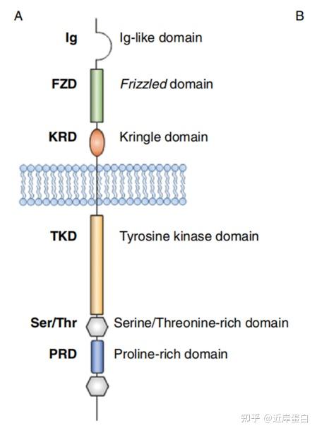 ADC靶点内卷，ROR1是否可以突破重围？ - 知乎