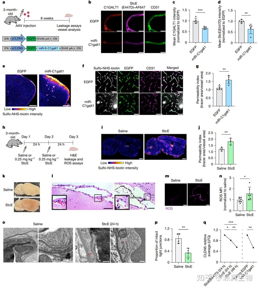 诺奖团队最新Nature：AAV基因治疗修复这层“糖黏液”，或能重建血脑屏障并延缓脑衰老！ - 知乎