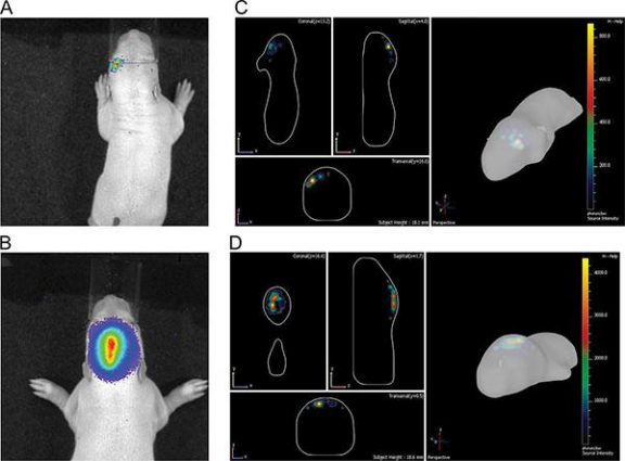 IVIS 活体光学成像技术概述 - 知乎