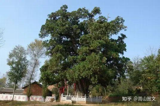 中国 5000 年以上古树名木有5株，全部在陕西，均得到妥善保护 知乎