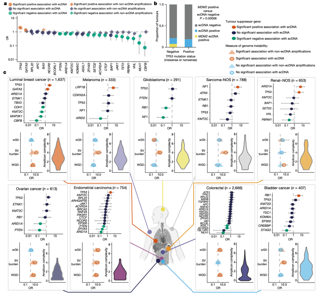 Nature丨染色体外DNA-ecDNA在免疫/炎症/肿瘤的调控作用 - 知乎