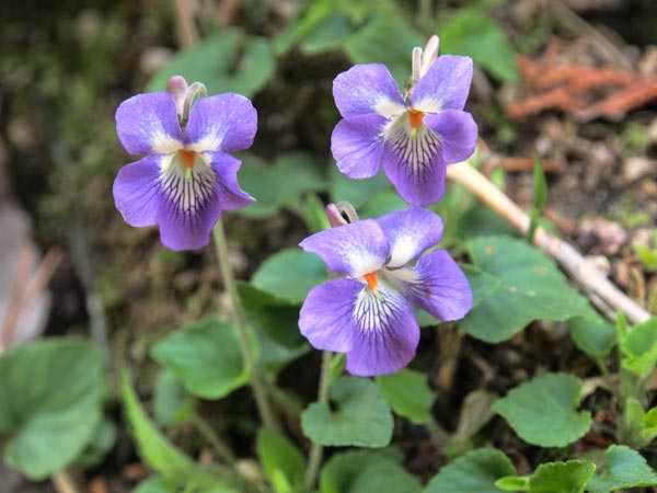 日本文化：7种具有文化和历史意义的日本花卉 - 知乎