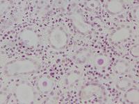 共聚焦显微镜（奥林巴斯FV3000）拍片结果z-stack层扫结果怎么在软件上分析|求助 - 知乎