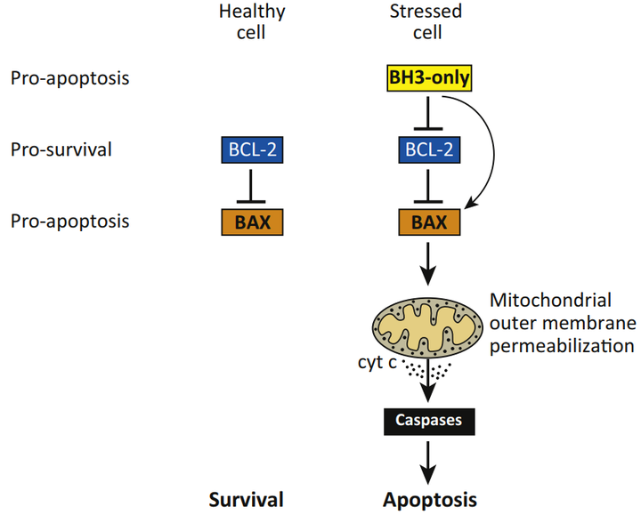 【AmBeed解析】探究Bcl-2的作用机制 - 知乎