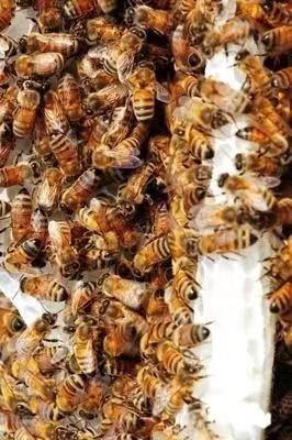 西方蜜蜂（Apis mellifera Linnaeus）亚种简介 - 知乎