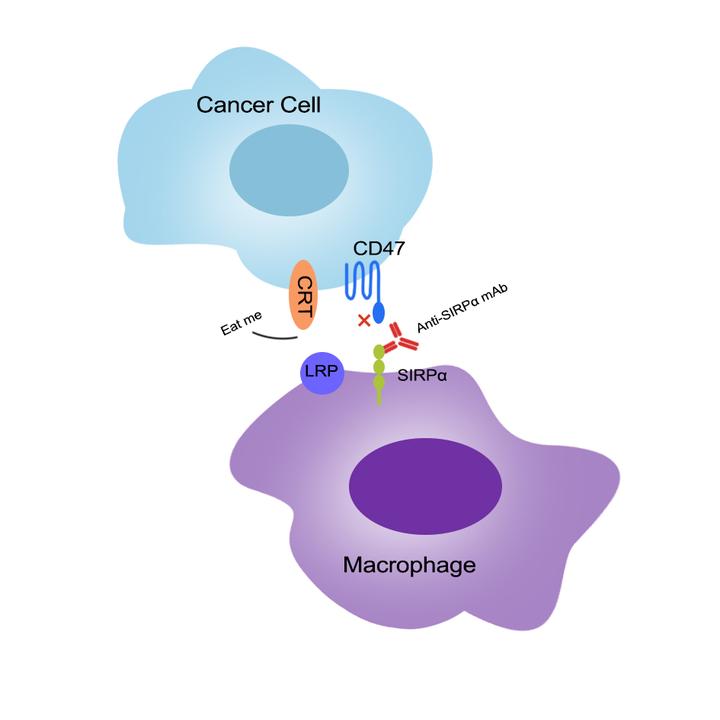 肿瘤免疫靶点 | CD47 - 知乎