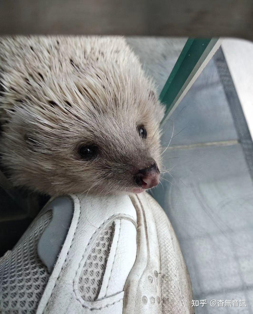怎样养活一个野生刺猬? - 知乎
