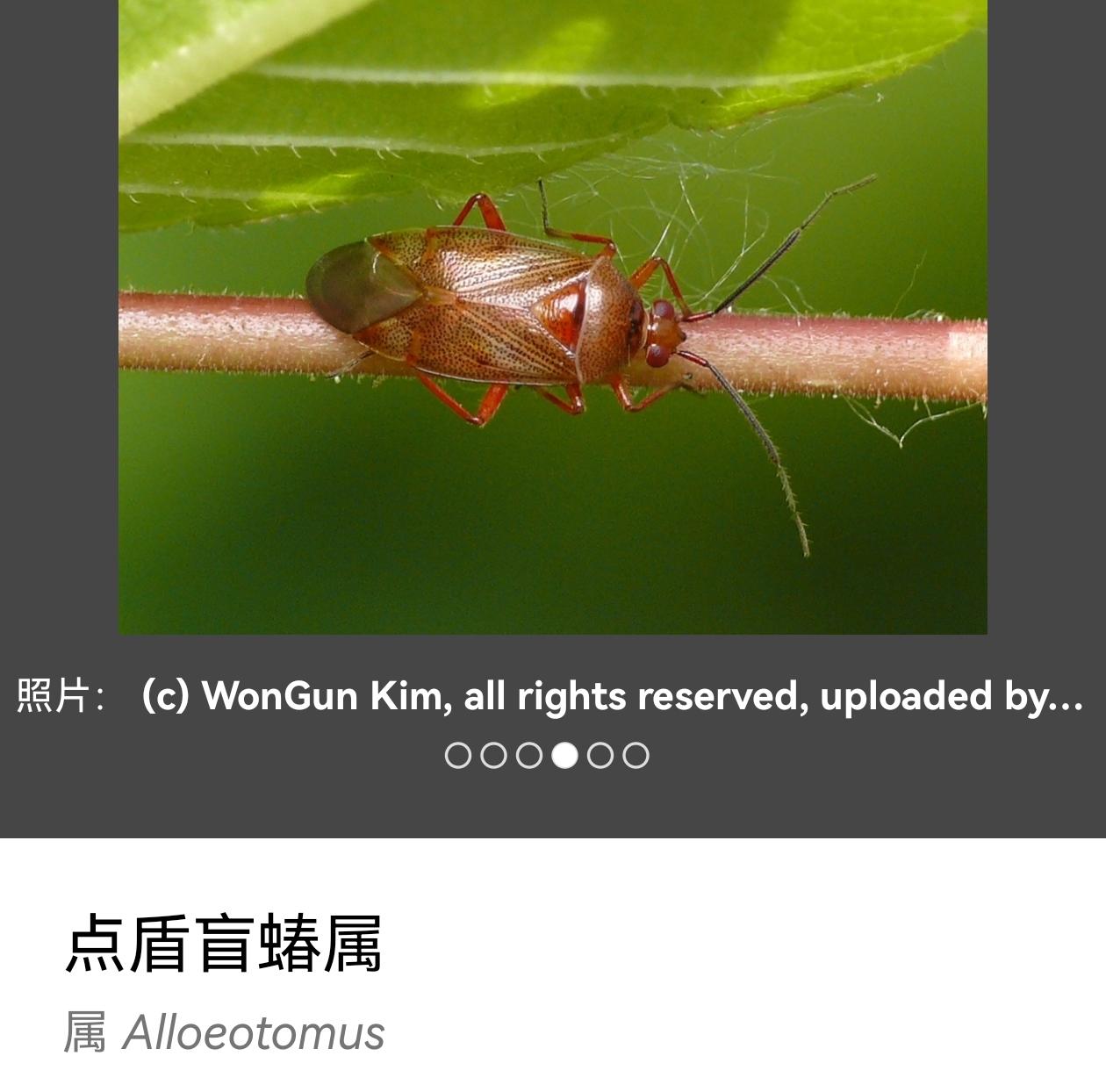 求问大神们，这是什么虫子，看着像蟑螂，但是太小了，身子只有一个米粒的大小，是蟑螂的幼虫吗? - 知乎