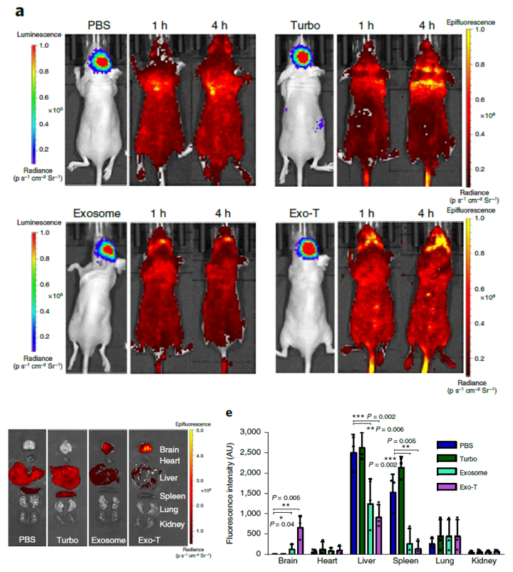 IVIS活体成像应用聚焦——外泌体研究 - 知乎