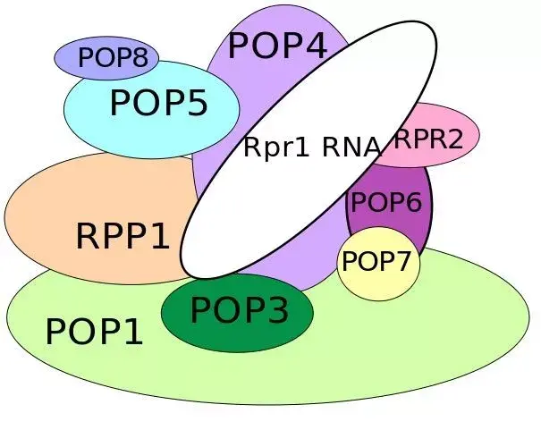 RNase P，先有鸡（RNA），还是先有蛋（protein） - 知乎
