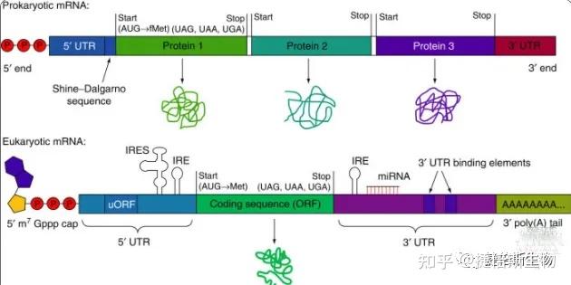 tRNA、mRNA、 rRNA 有哪些区别？ - 知乎