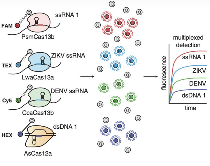 CRISPR-Dx技术mini-review - 知乎
