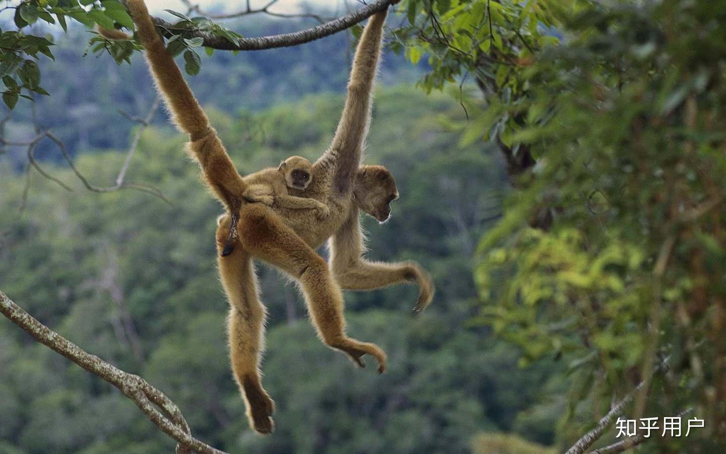 平衡性并不好的人类为何把尾巴都退化掉了？ - 知乎