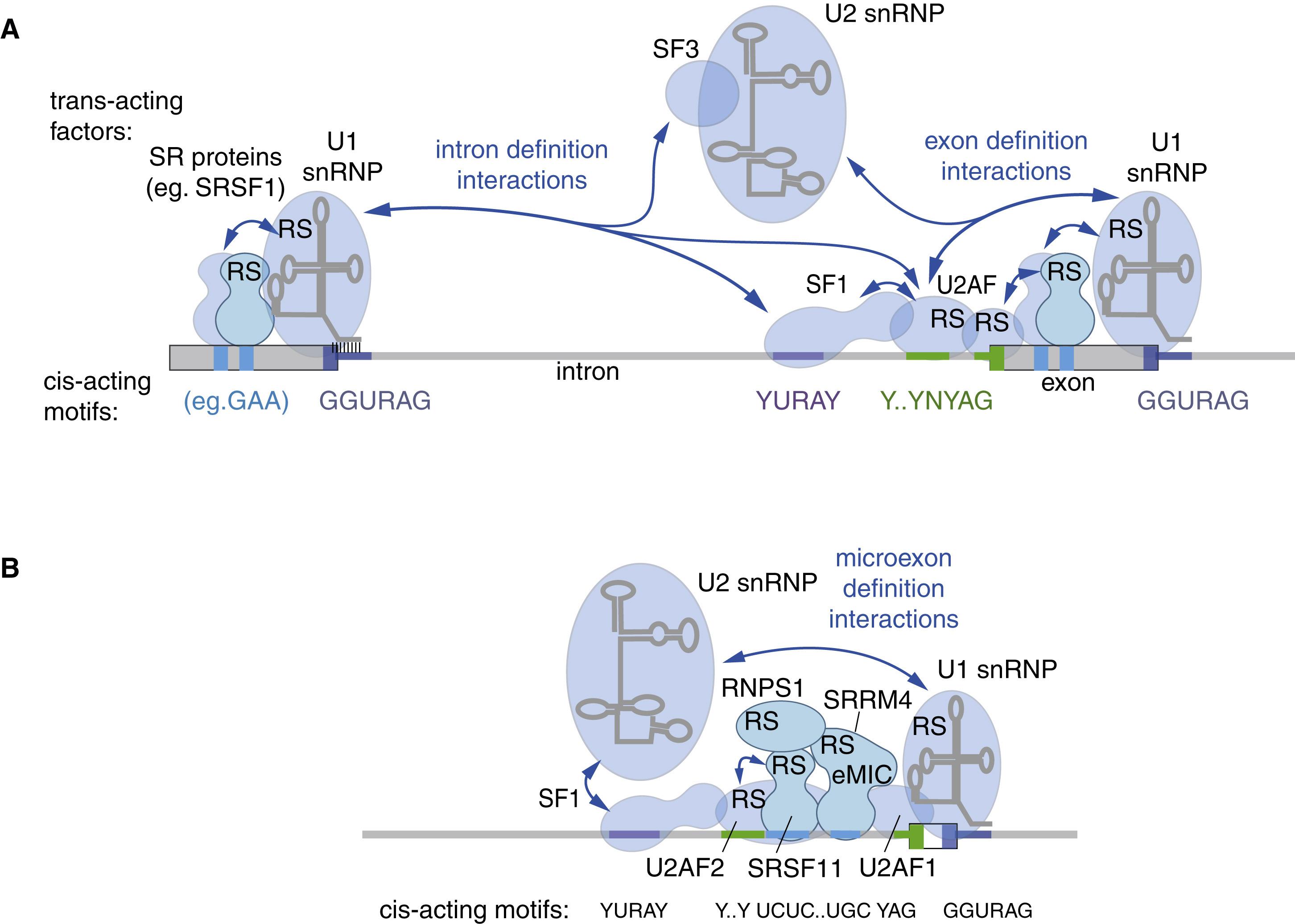 真核生物一个mrna只能指导合成一种多肽链正确，为啥一个mrna只能指导合成一种多肽链这种说法是错的？ - 知乎