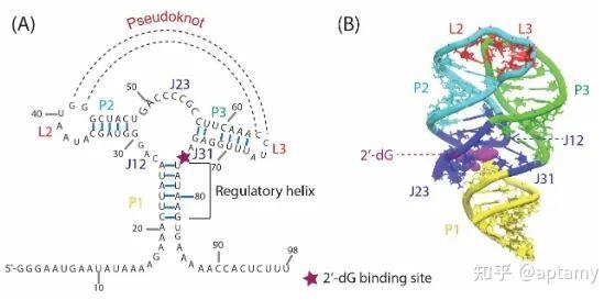 Mg²⁺和 2'-dG：dGsw 嘌呤核糖开关适配体折叠的 “幕后推手” - 知乎